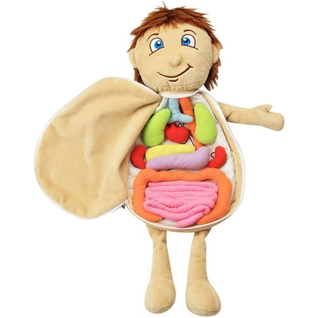 Human Body Anatomy Toy - Preschool Educational Organ Plush Toys ...