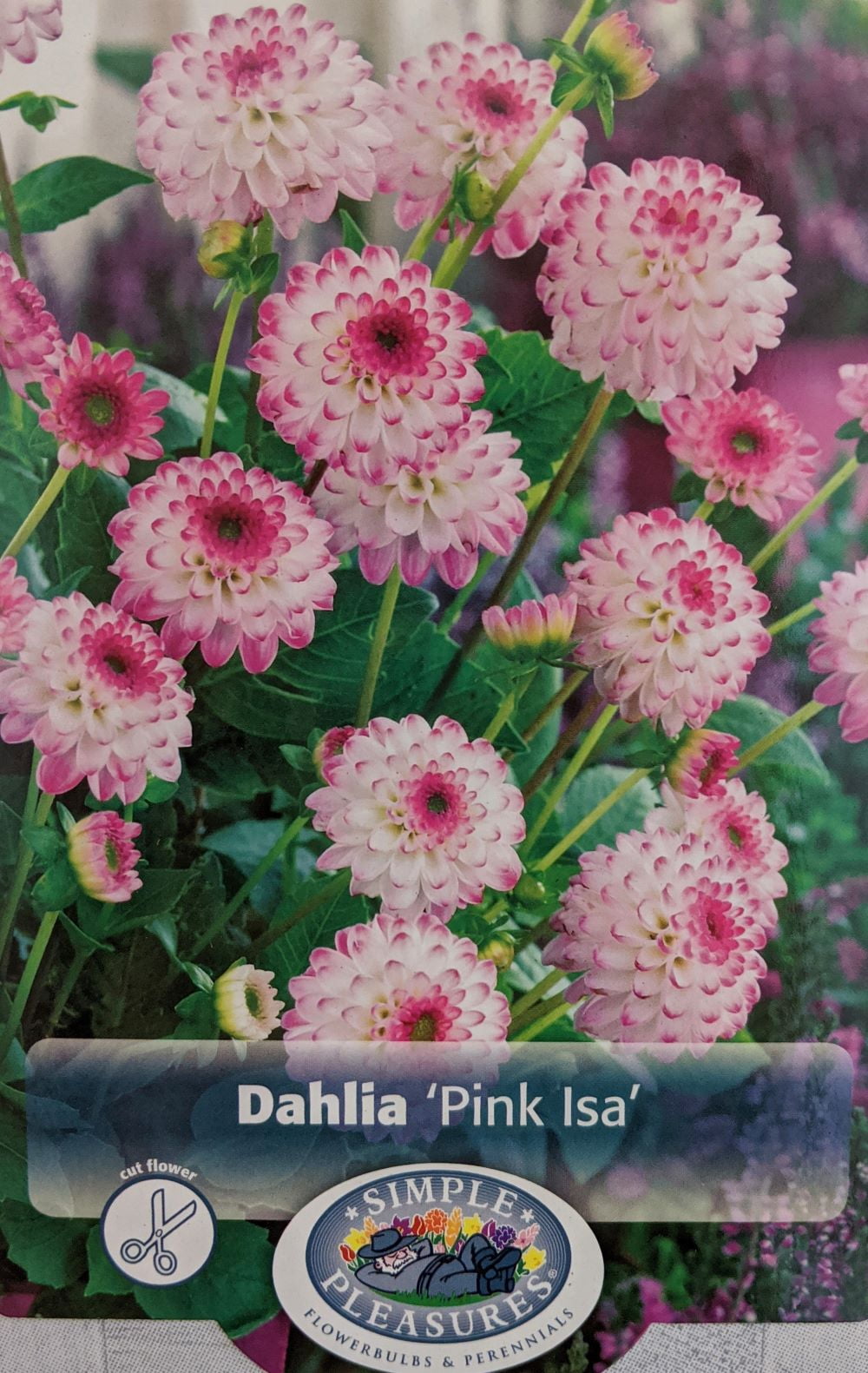 Pink Isa Decorative Dahlia - #1 Size Root Clump - White with Pink Tips ...
