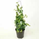 Green Pumila Ficus Tree - Live Starter Plant in a 2 Inch Pot - Ficus ...