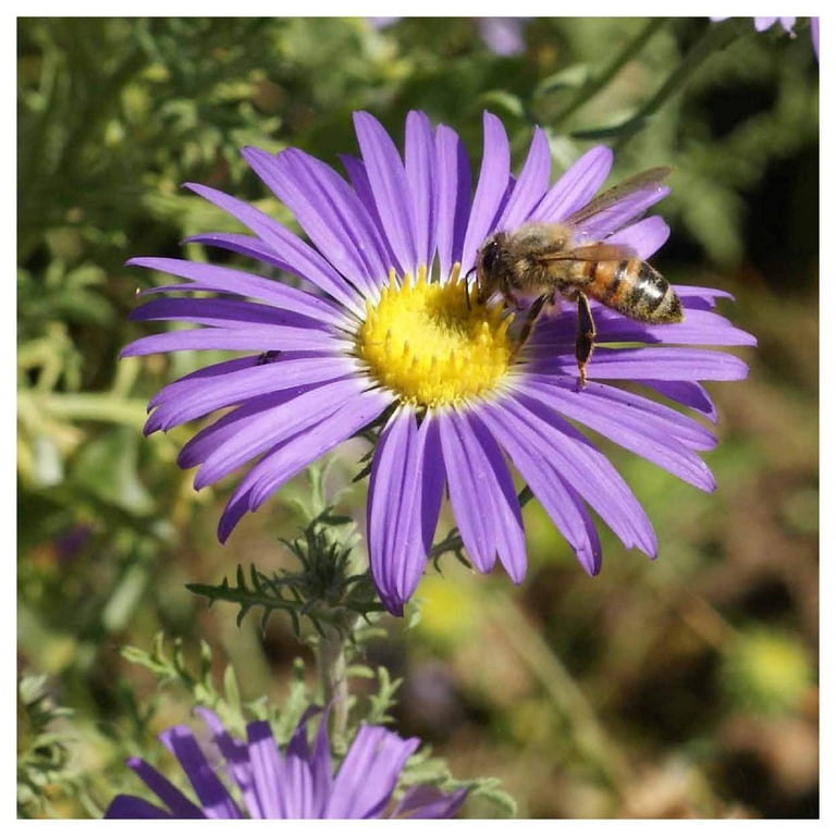 Wild Purple Aster