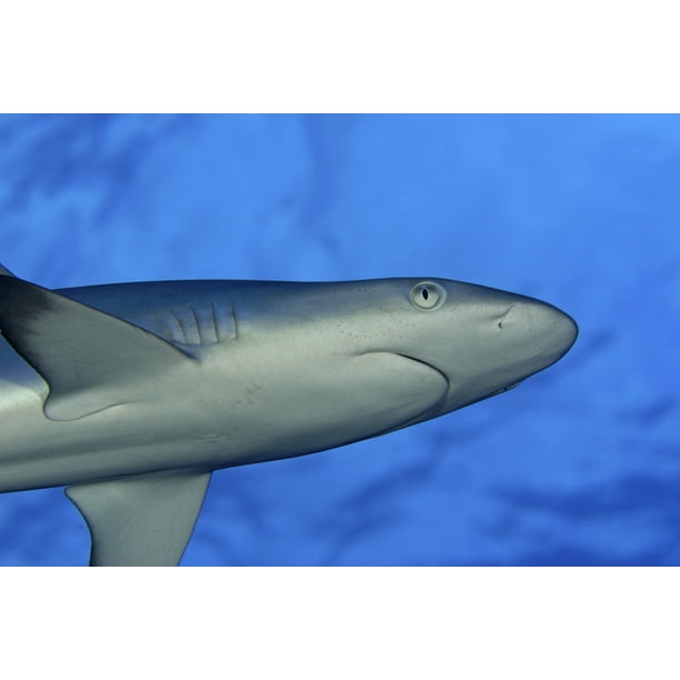 Hawaii, Grey Reef Shark (Carcharinus Amblyrhnchos) Viewed From Below ...