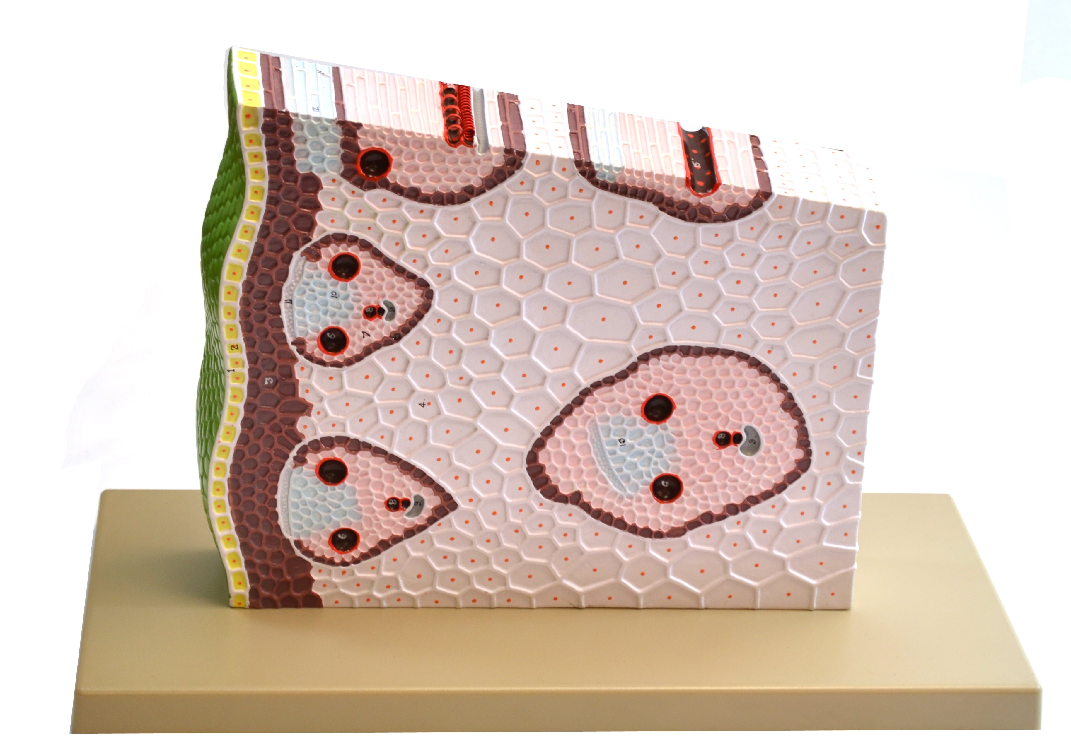 Eisco 3D Hand Painted Detailed Monocot Stem Model, Cross Sectional View ...