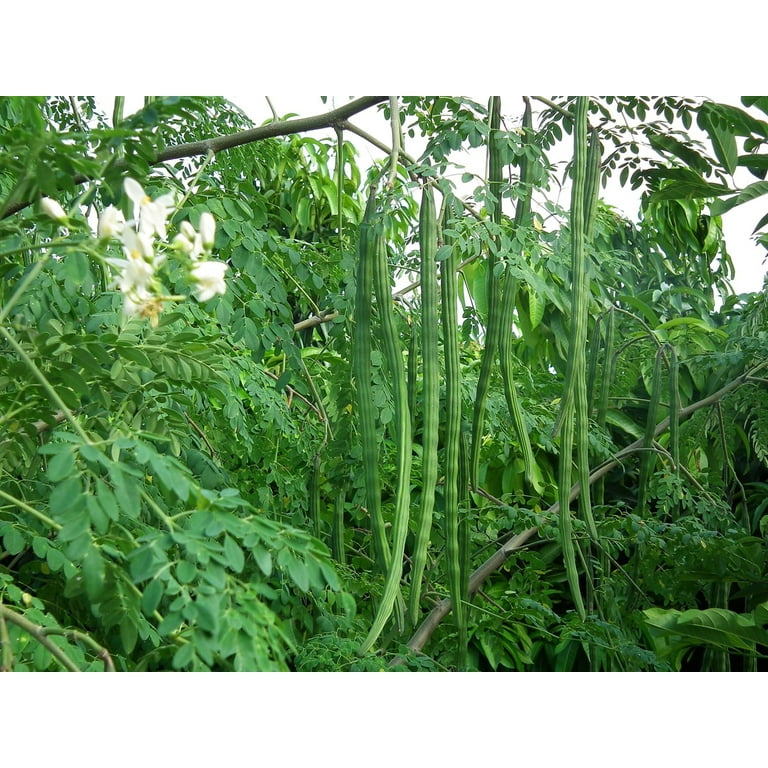 Moringa Leaf