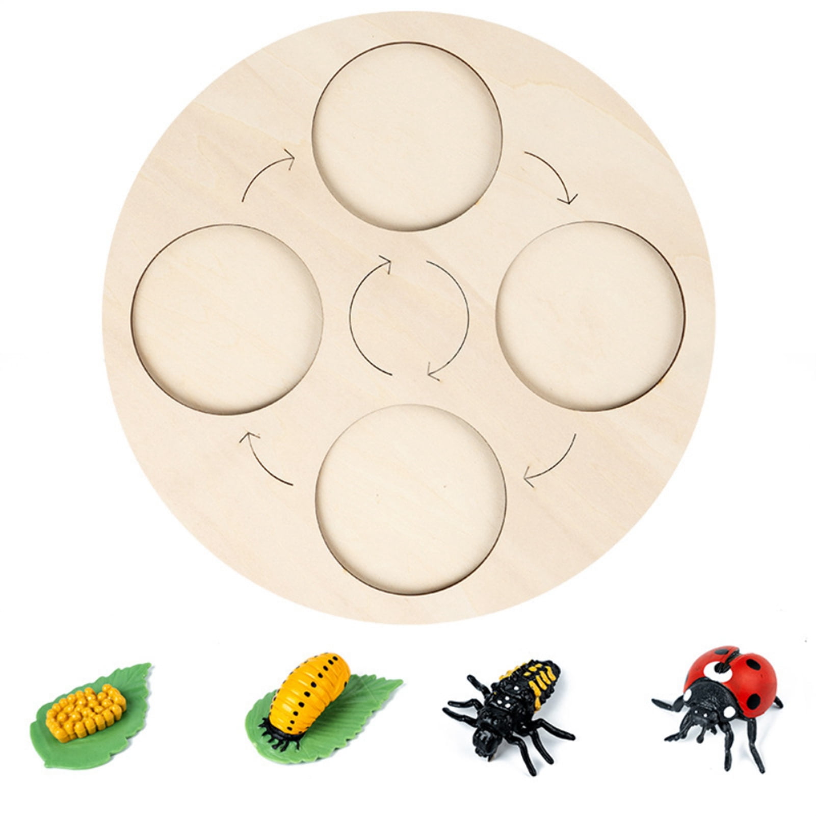 Kit de ciclo de vida de insectos, etapas de insectos con bandeja de ...