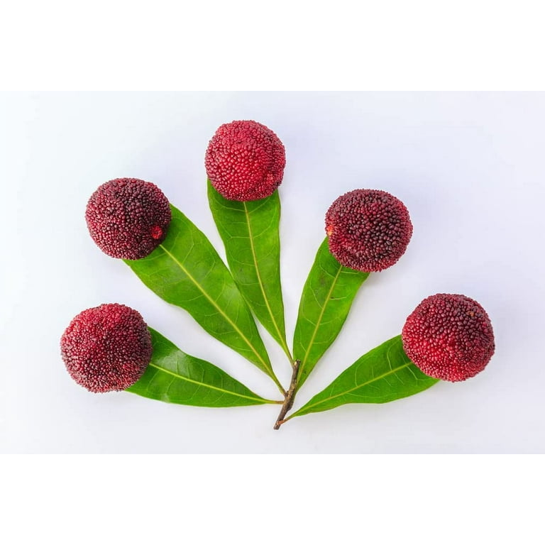 Yumberry Plant For Sale Yumberry Tree Seeds For Planting (10 Seeds)