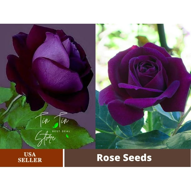 30 Rare seed | Dark Purple Rose Perennial Flower Seeds#1085 | BUY 4 GET ...