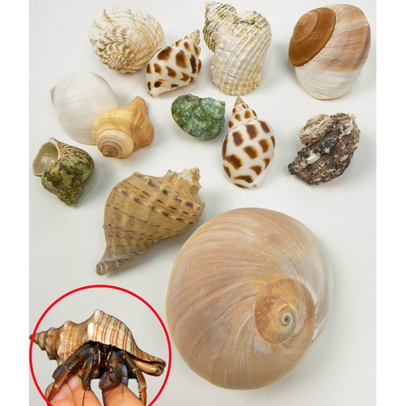 Large Conch Seashells Natural Beach Home Decor Big Snail Hermit Crab ...