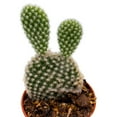 Opuntia Microdasys Assortment, 2 inch Set of 3 Bunny Ears Cactus ...