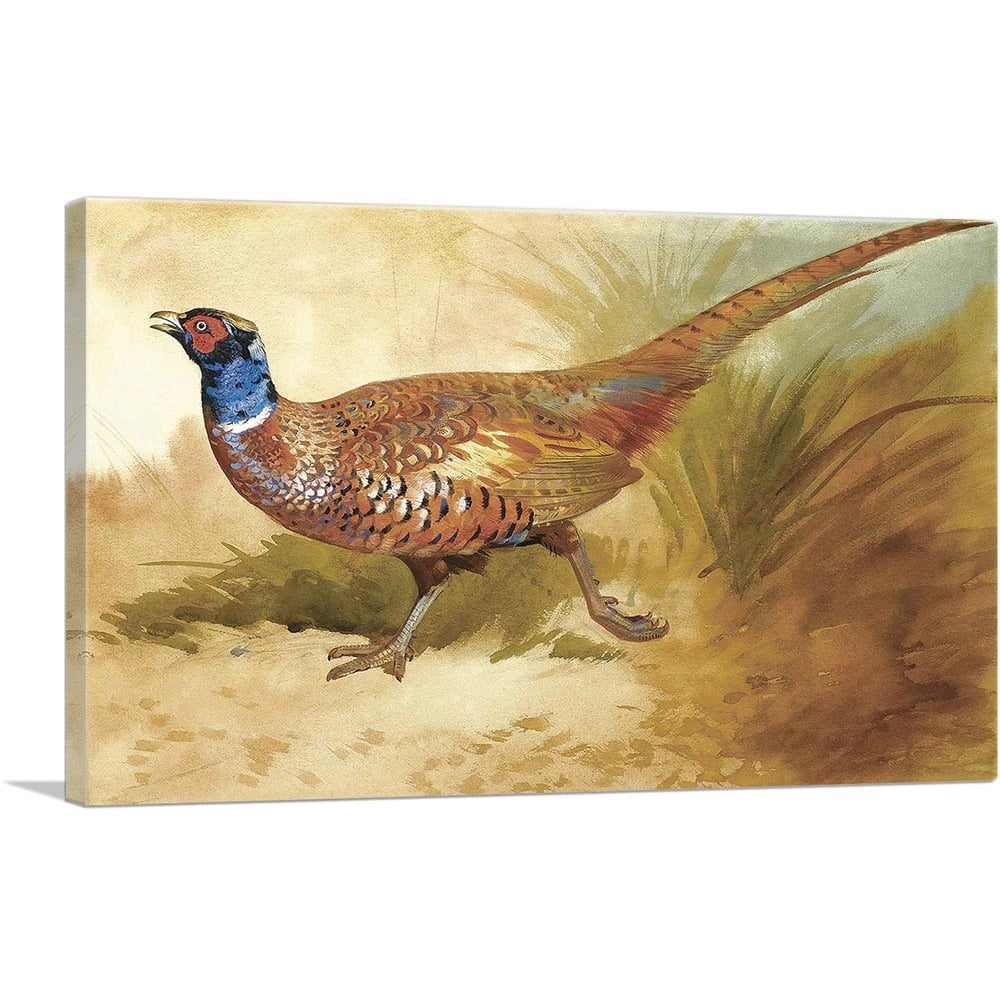 ARTCANVAS Cock Pheasant 1889 Canvas Art Print by Archibald Thorburn - Size: 26" x 18" (1.50 ...