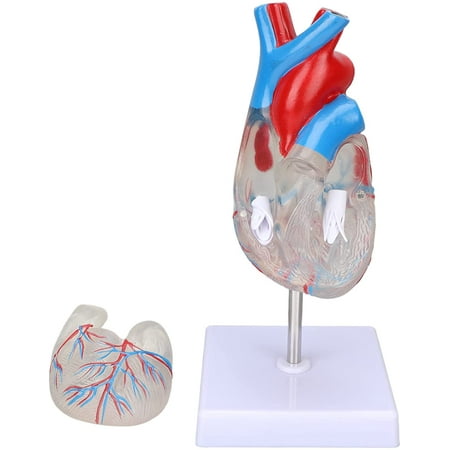 Heart Models, Part Heart Models Anatomy Heart Model Human Transparent ...
