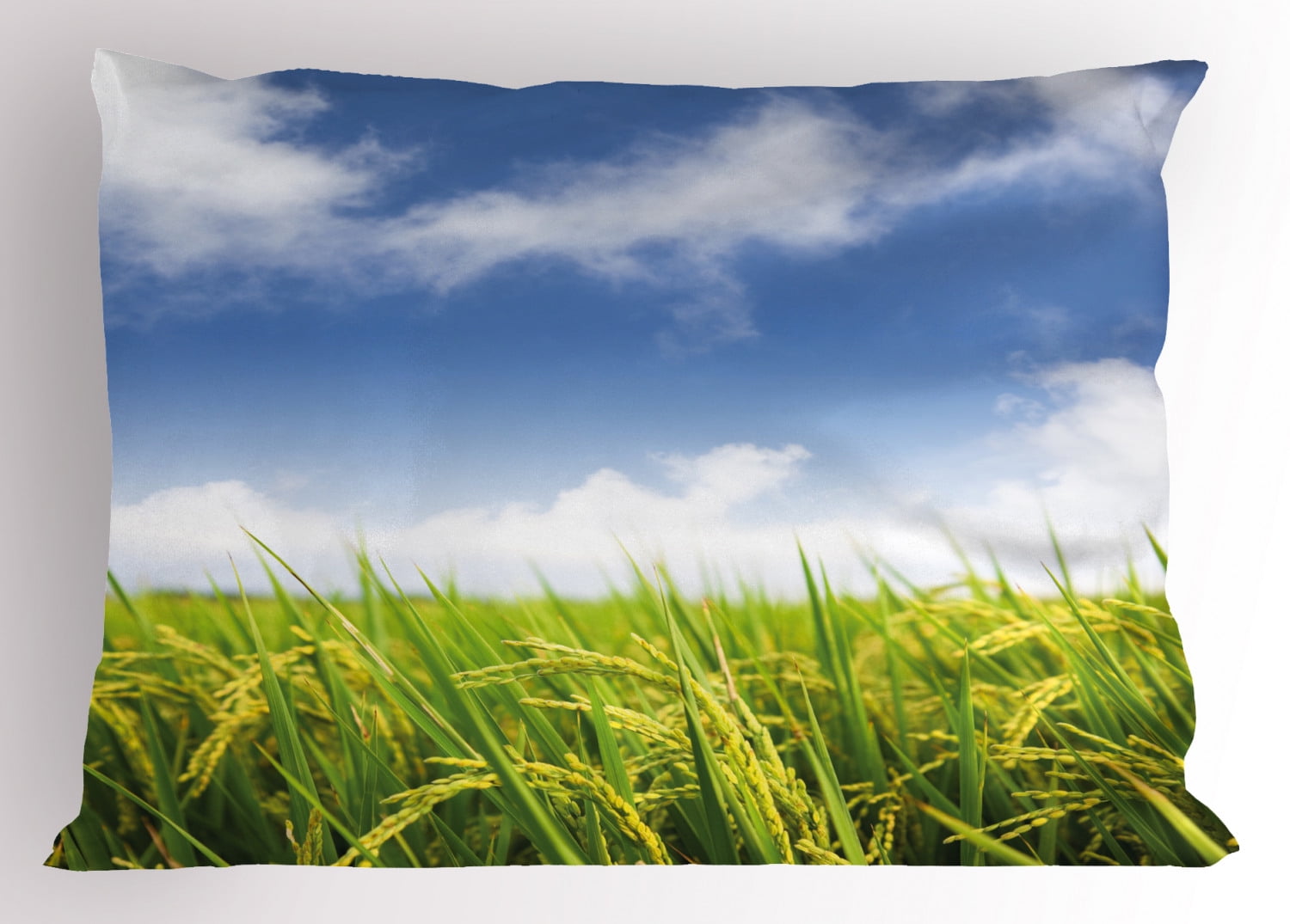 Plant Pillow Sham Asian Cultivated Farm Paddy Rice Field Agriculture ...