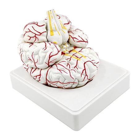 Human Brain Model Brain Structure Study Display Teaching Teach 7pcs ...