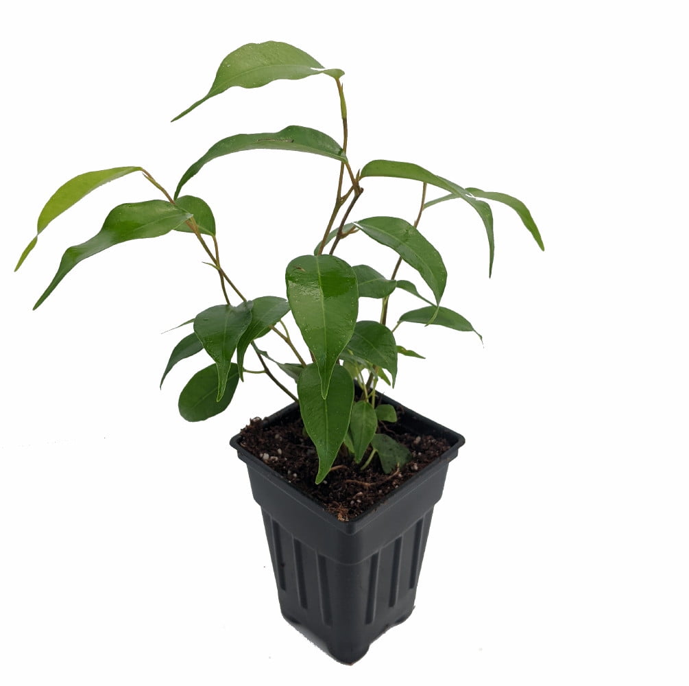 Evergreen Weeping Fig - Ficus - 2.5" Pot - House Plant - Fairy Garden ...