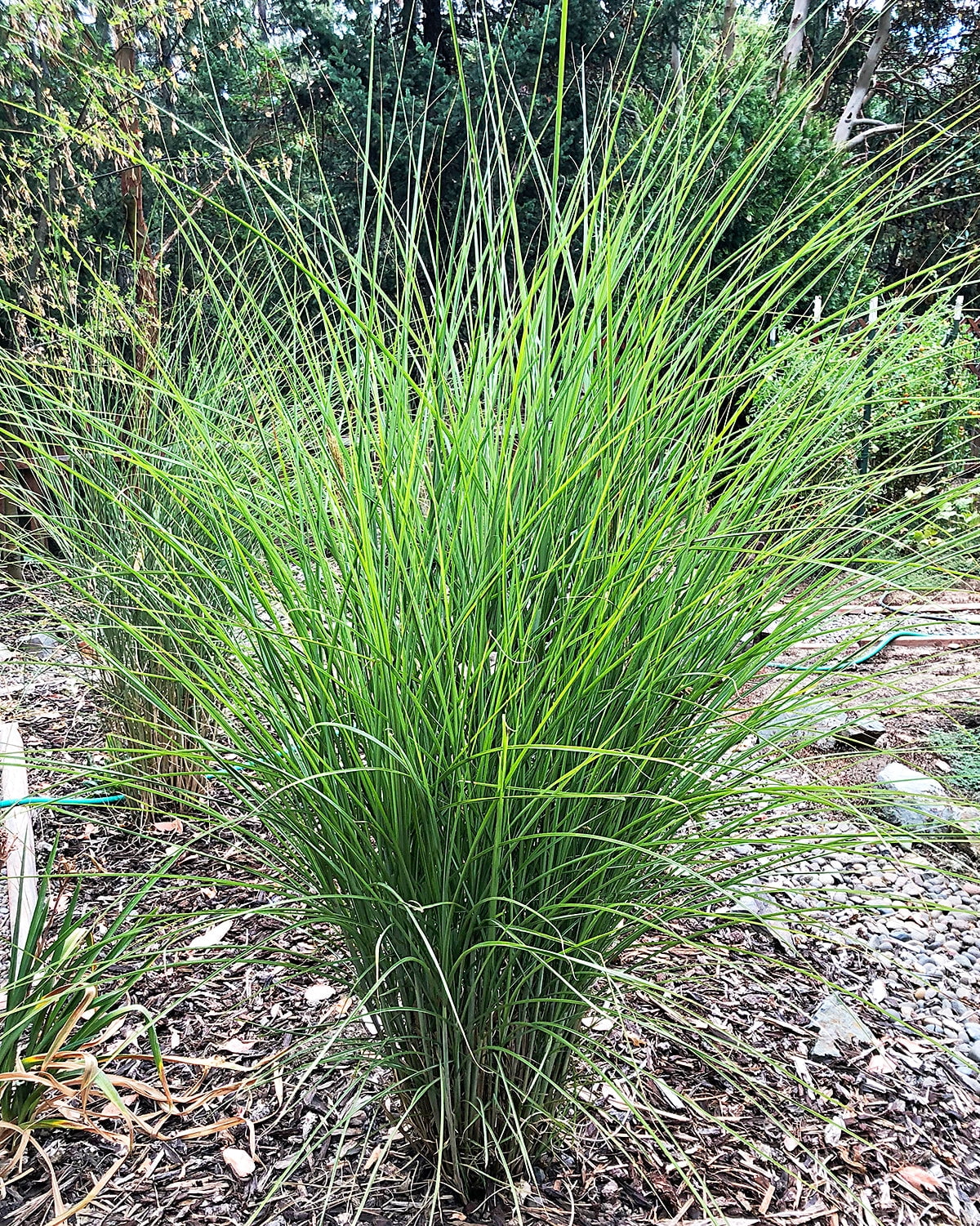 Silberfeder Silver Feather Grass - 3 bareroot plants - Walmart.com
