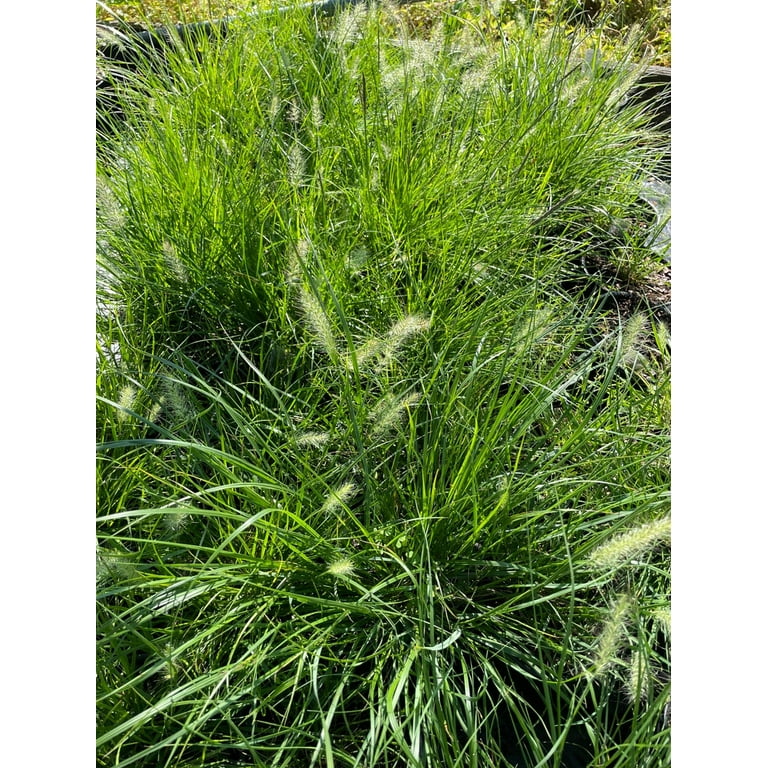 Dwarf Fountain Grass Little Bunny