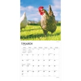 Chickens | 2024 12x24" (Hanging) Monthly Square Wall Calendar ...