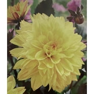 Peony Raspberry Sundae - Fragrant - Raspberry/Pink/White - Bareroot - 2 ...