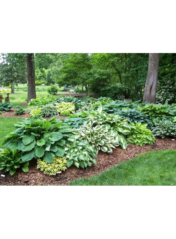 Hosta Plants in Perennials - Walmart.com