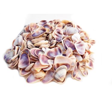 4 oz (1 Cup) Tiny Indian Ocean Shells Mix Mini Shells 1/4" Seashells ...