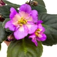 Harmony Foliage Hawaiian Pearl African Violet Saintpaulia 4 inch ...