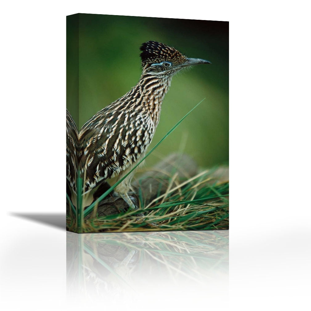 Greater Roadrunner portrait, native to arid southern United States ...