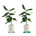 TSV 10pcs Plant Support Stakes, Single Stem Plant Sticks for Garden ...