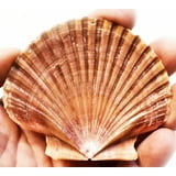 Set of 50: Mexican Flat Scallop Shells Seashells Large 3" Crafts ...