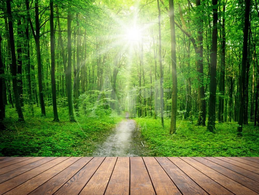 Wood Textured Backgrounds in a Room Interior on the Forest Backgrounds ...