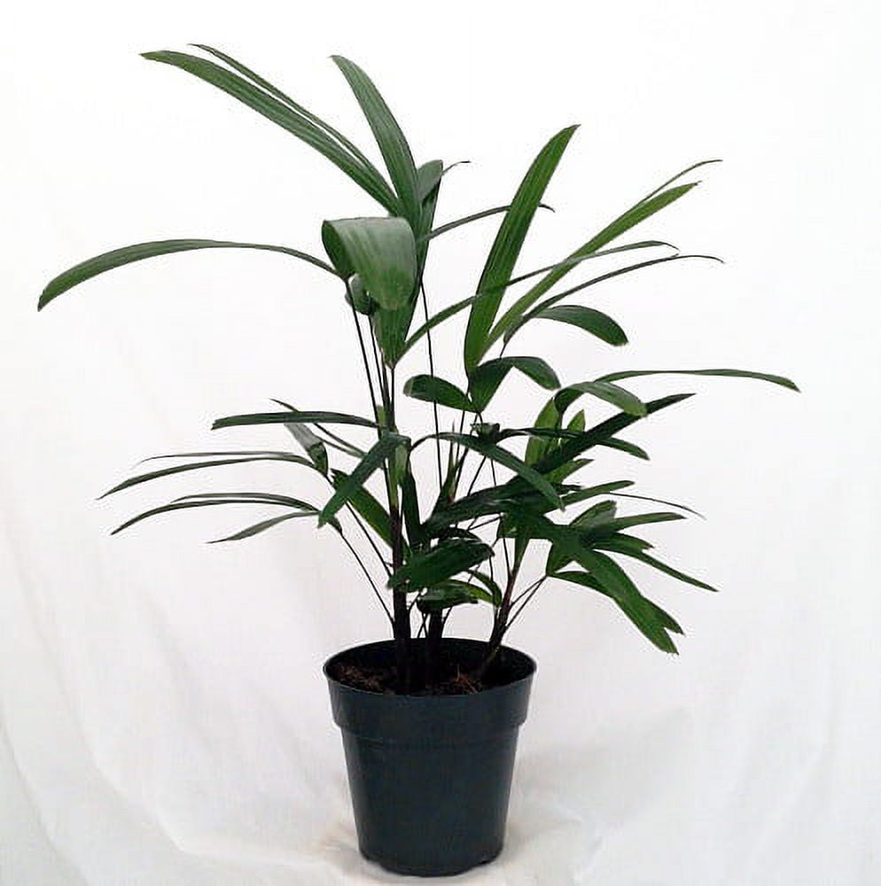 Lady Palm Plant