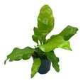 Bird Nest Fern, Nidus, 4 inch Asplenium Nidus, Bird's Nest - Walmart.com