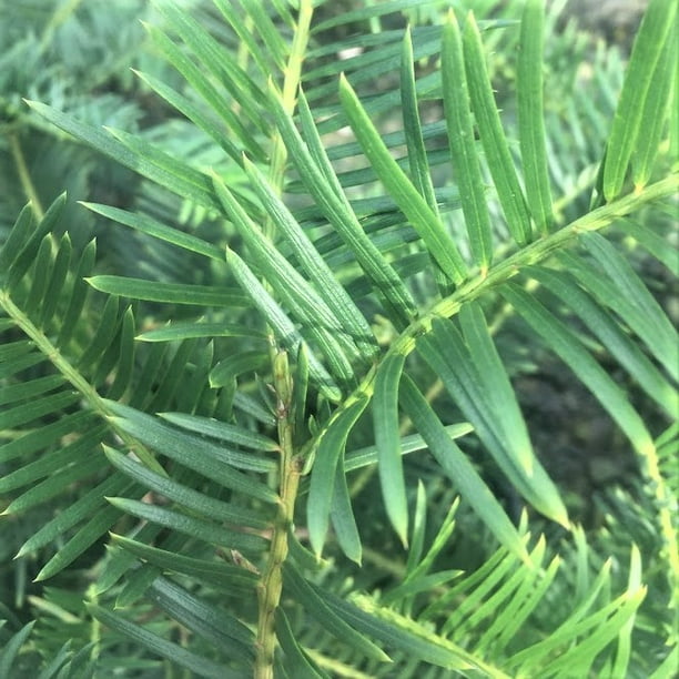 Spreading Japanese Plum Yew (2.5 Gallon) Low-Growing Evergreen Shrub ...