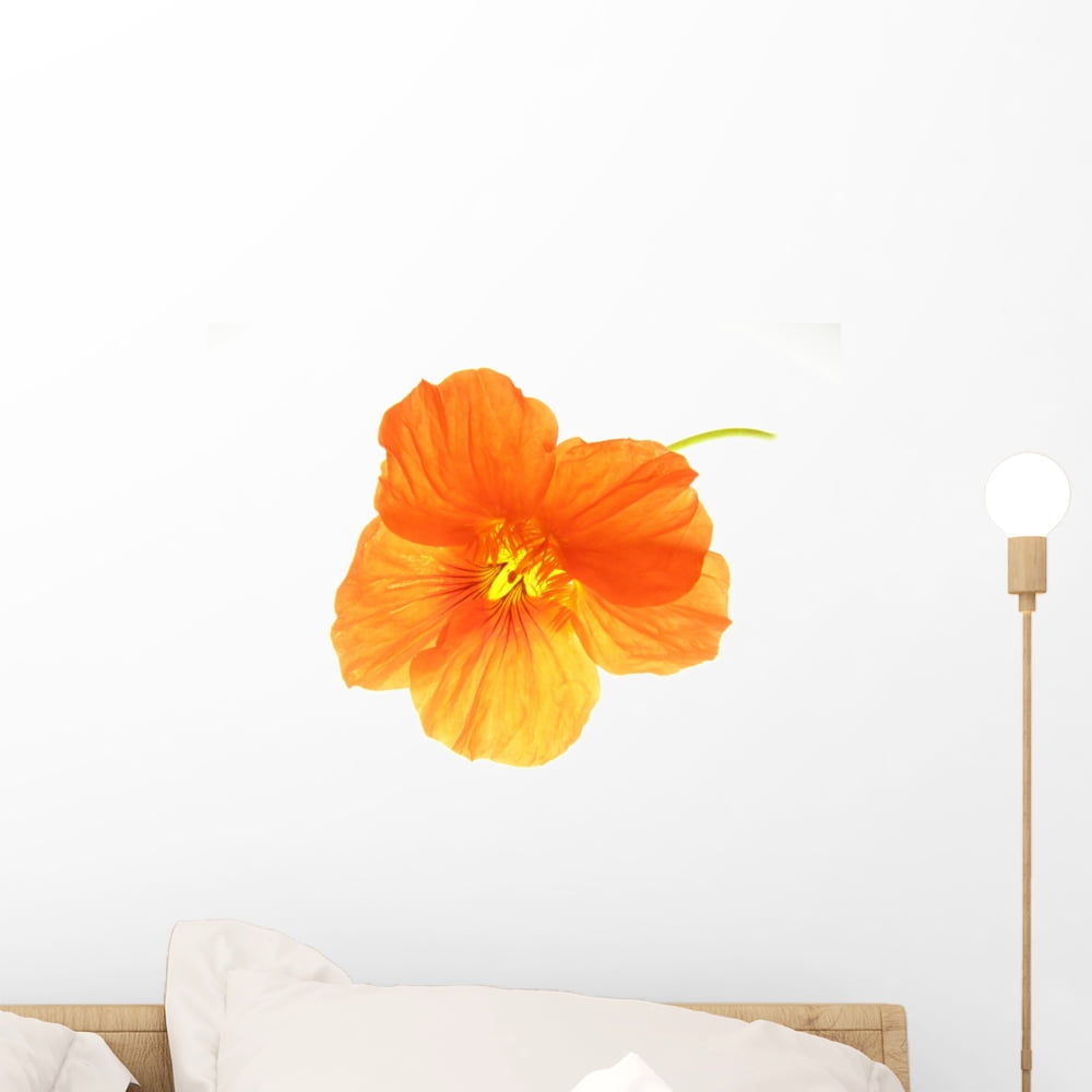 Orange Flower Wall Decal by Wallmonkeys Peel and Stick Graphic (18 in W ...