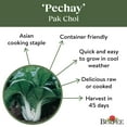 Burpee Pechay Pak Choi Chinese Cabbage Vegetable Seed, 1-Pack - Walmart.com
