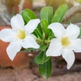 Altman Plants White Desert Rose Succulent (Adenium) in 1 Gallon Grower ...