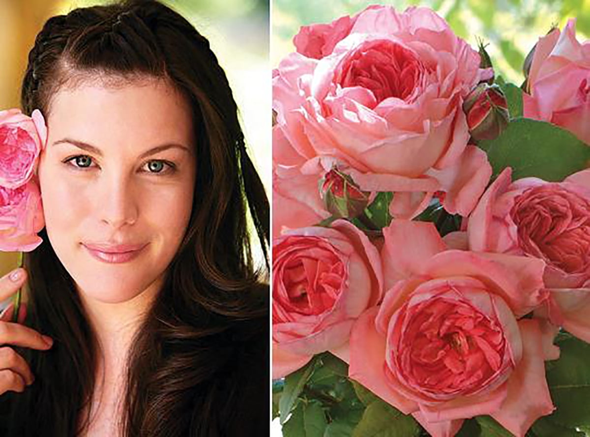 Liv Tyler™ Rose Bush - Hybrid Tea - Bare Root - Walmart.com