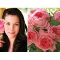 Liv Tyler™ Rose Bush - Hybrid Tea - Bare Root - Walmart.com