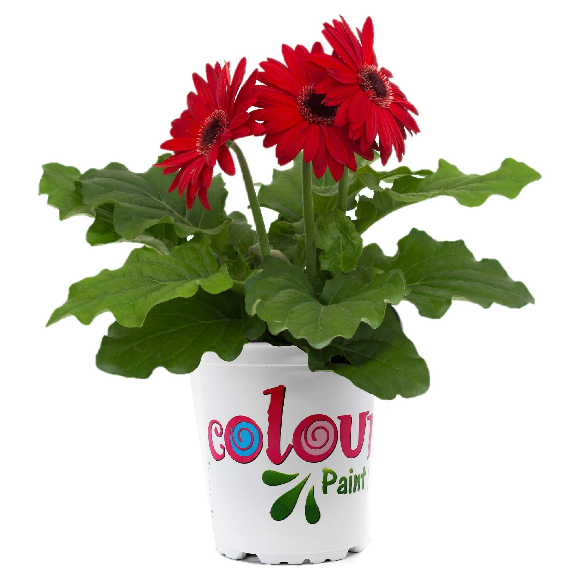Click here for Colour Drops 4.7 Inch Gerbera Flowers 4.7 Inch prices
