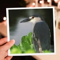 3drose, Hawaii, Big Island, North Kona, Night Heron Bird - Us12 Pha0000 ...