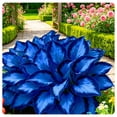 Hostas-Midnight Blue Hostas-Beautiful Holiday Decoration-(Non ...