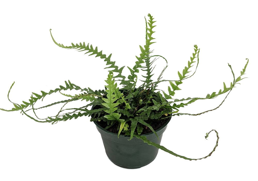 Rare Dragon Tail Fern - Asplenium ebenoides - 4" Pot - Grow Indoors/Out ...