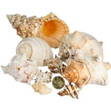 Shell Vase Filler | Imperfect Seashells Mixed Beach Seashells B Quality ...