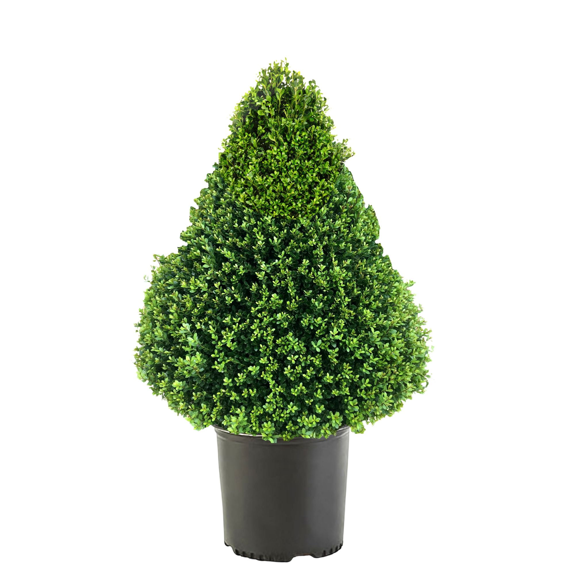 Compacta Holly Cone Evergreen Live Shrub (2.25 Gallon) - Walmart.com