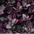 Hirt's Gardens Purple Prince St. Joseph's Coat Plant, Alternanthera, 2. ...