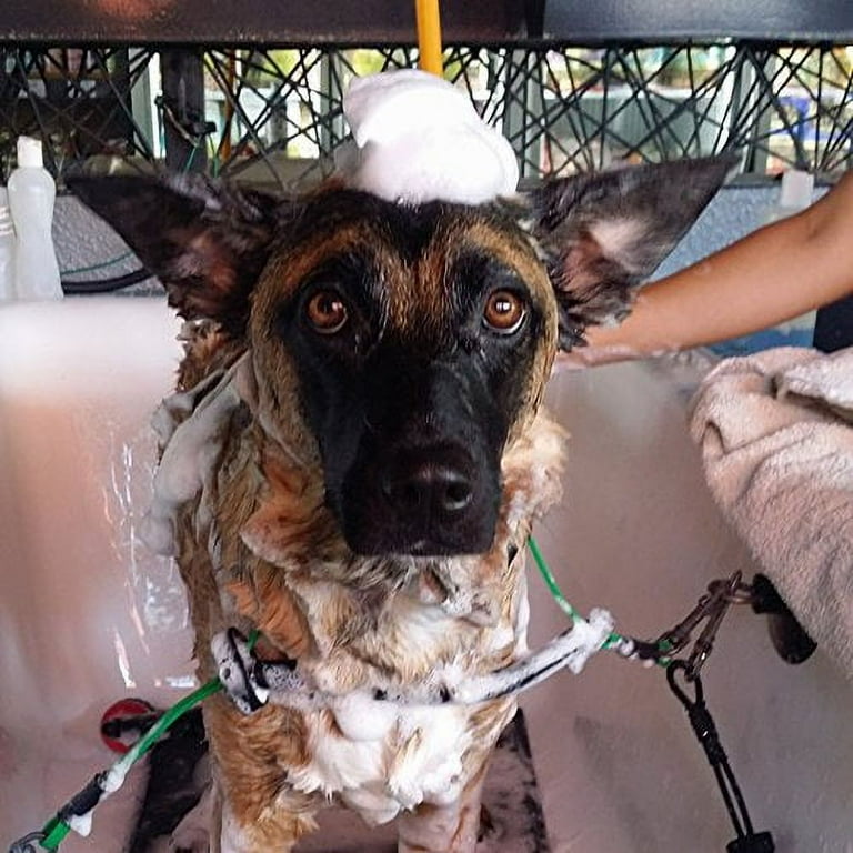 South Bark Blueberry Facial Shampoo