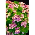 Humpty Doo Mini African Violet - 2.5" Pot - Terrariums/Fairy Gardens ...