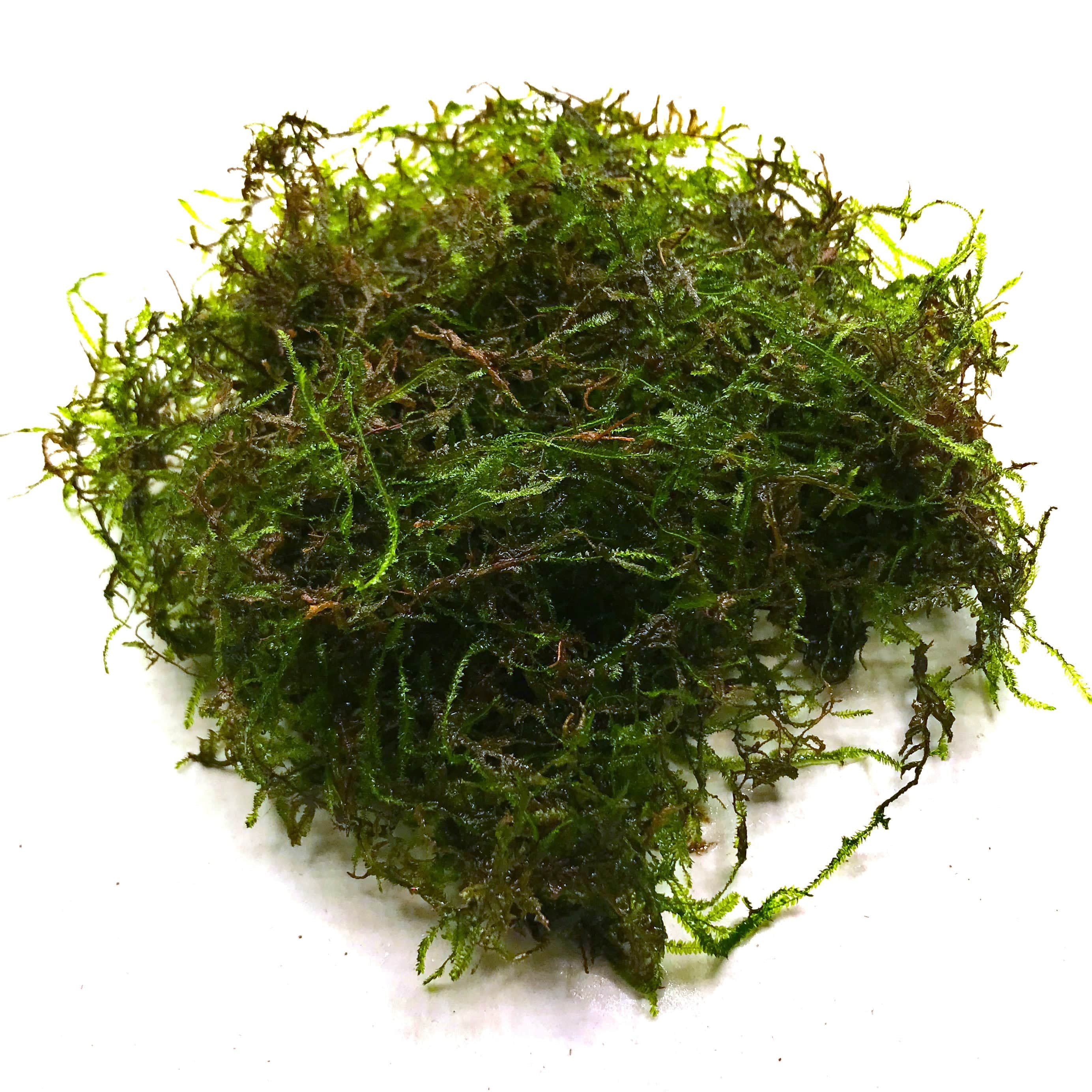 Java Moss (Vesicularia dubyana) - Walmart.com