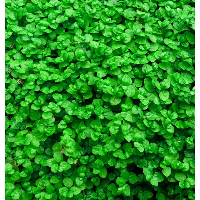 Babys Tears Terrarium