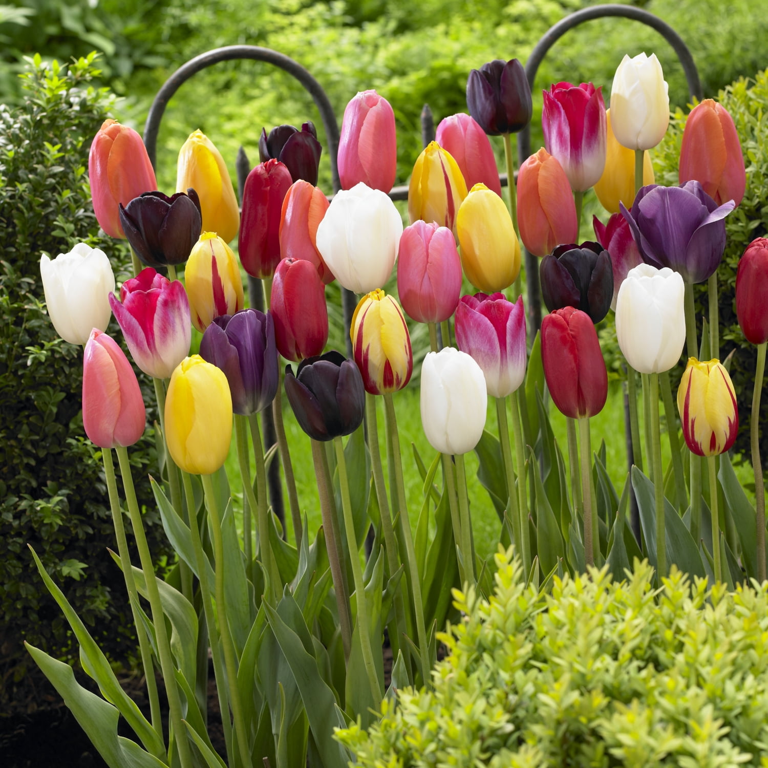 Click here for Tasc Tulip ‘single Late Assorted Flower Bulbs - Pe... prices