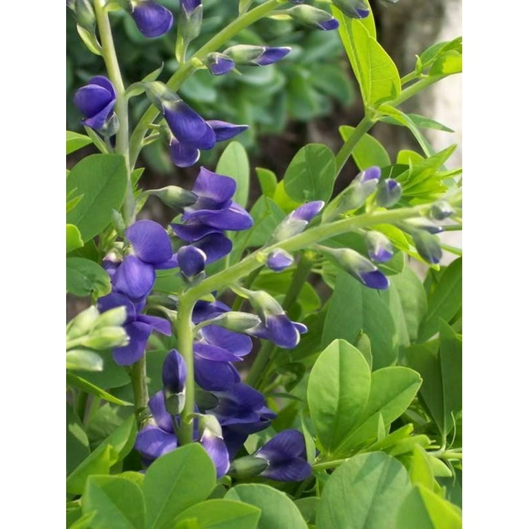 Blue False Indigo Plant