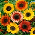 Sunflower Seeds - Sunflower Autumn Beauty Flower Seed - 1 LB - Walmart.com